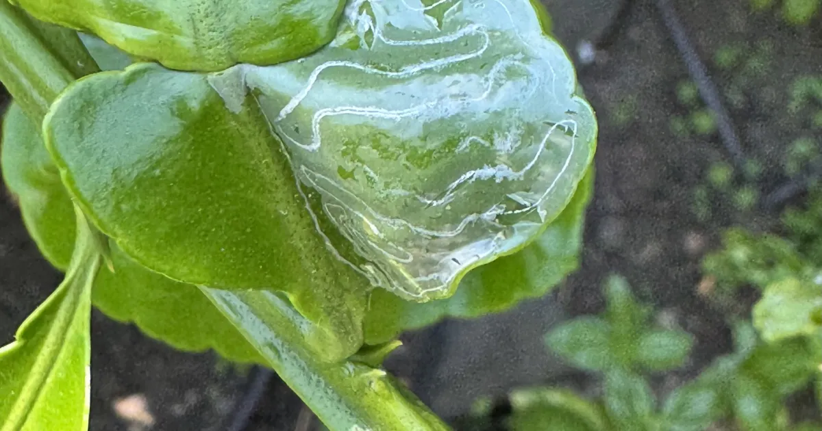 Citrus Leafminer | The Savvy Sage